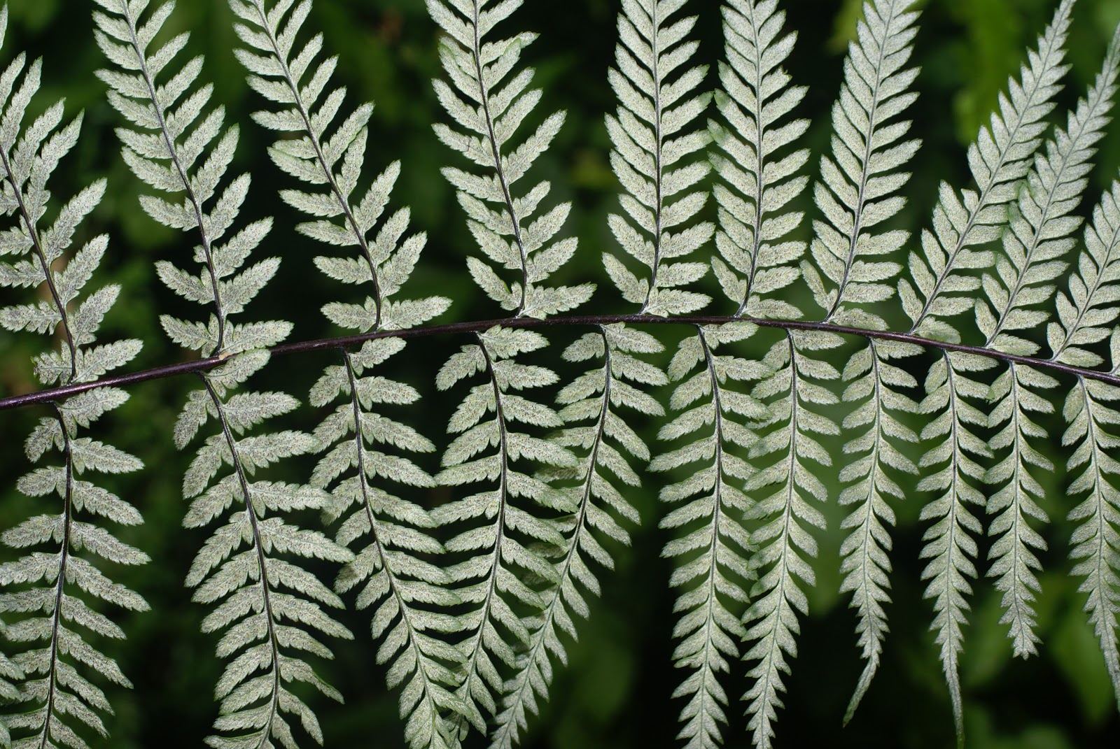 Flora de Puerto Rico Ilustrada Papo Vives: FERN PTERIDACEAE ...