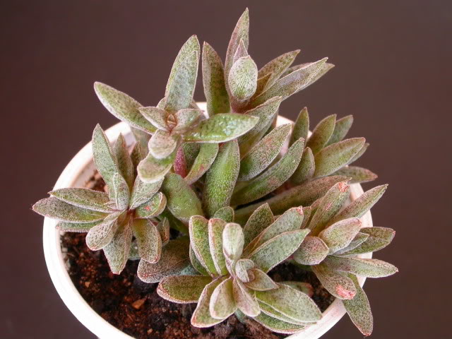 CRASSULA SPECIES ~ Cactus and suculents