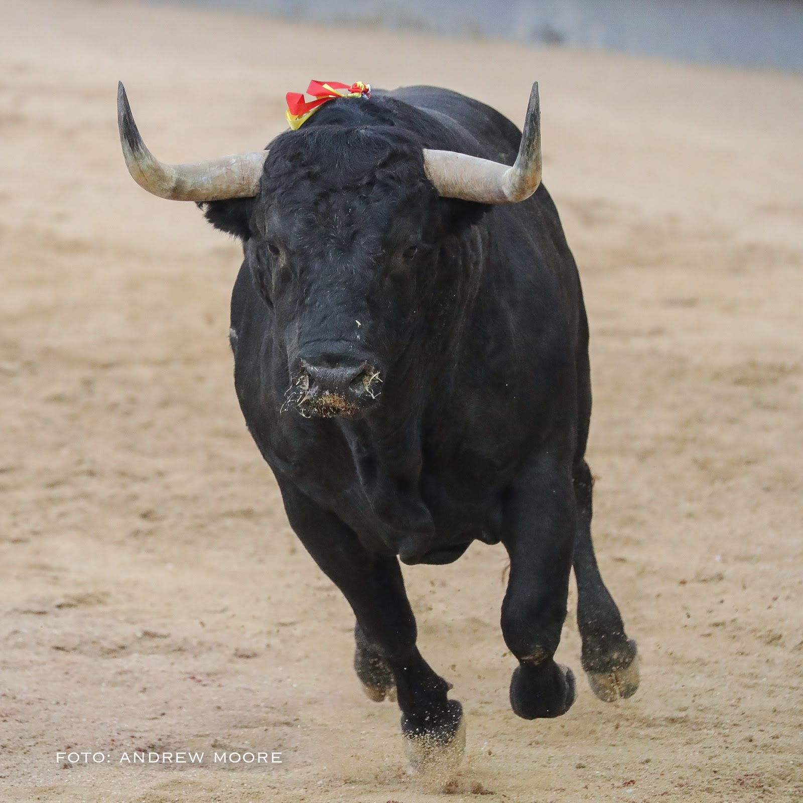 Toro, Torero y Afición: La corrida de La Quinta. Fotos de Andrew Moore ...