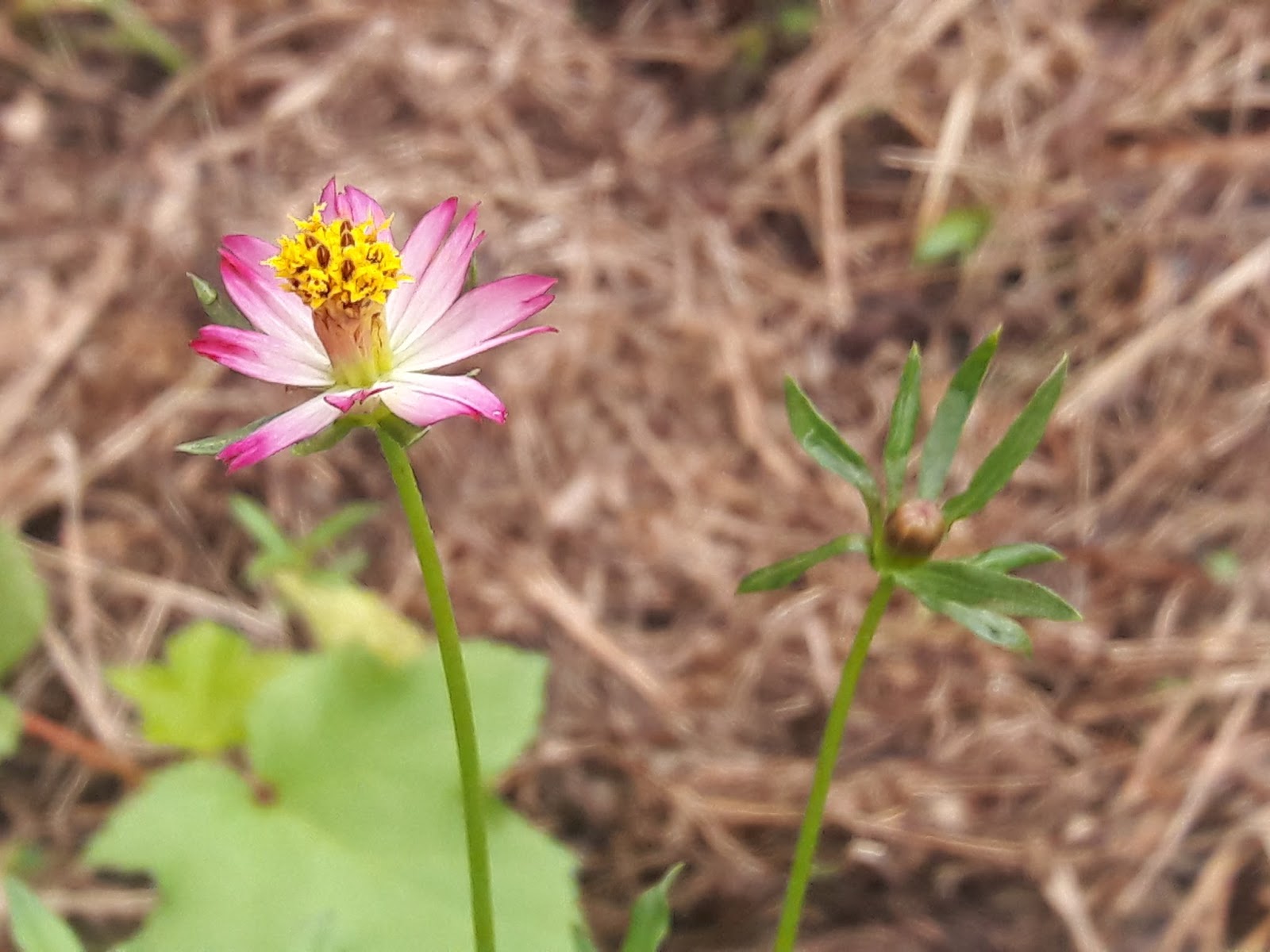 kebun sejemput...: Ulam Raja Dari Semaian Pucuk