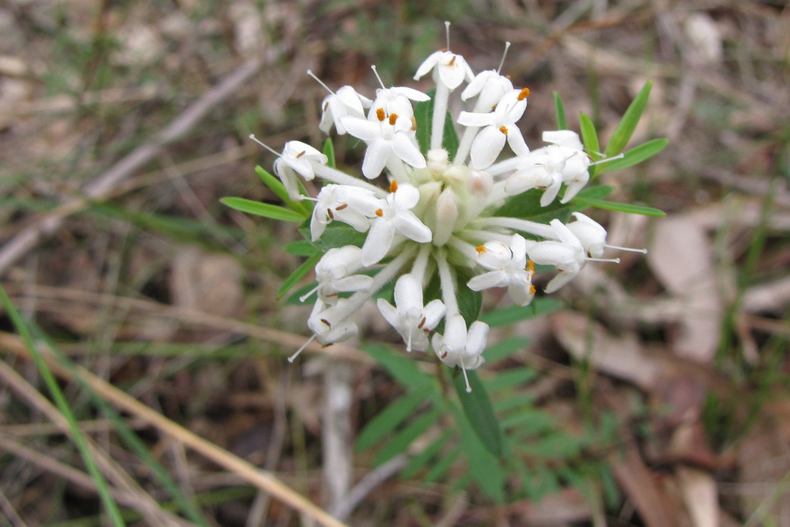 Sydney's Wildflowers and Native Plants: Pimelea linifolia ssp ...