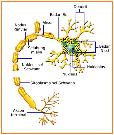 BIOLOGI GONZAGA: SEL SYARAF - NEURON