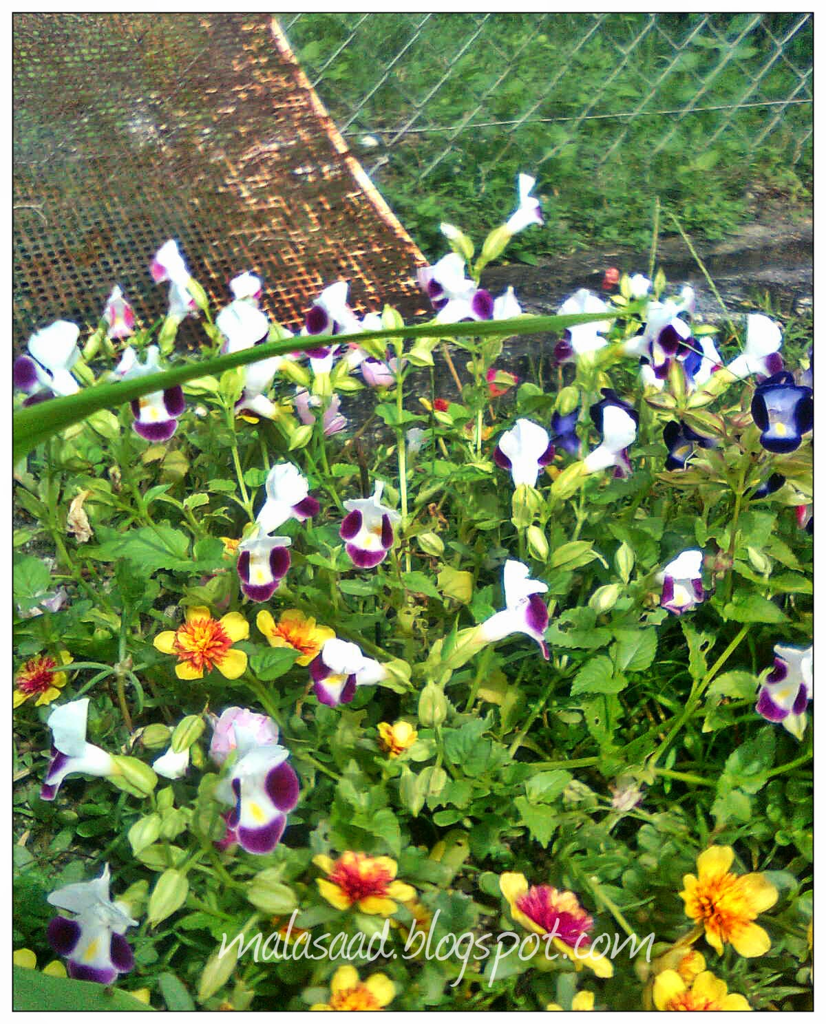 My Green Eye's: My Torenia Fournieri - Bunga Loceng