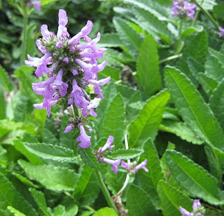 Growing Hermione's Garden: Stachys officinalis - Betony