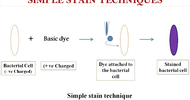 SIMPLE STAINING - Microbiology Lab Notes