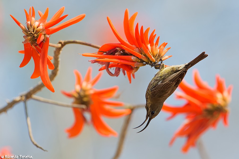 Ricardo Peralta. Fotógrafo de Naturaleza: Suimangas "los pajaros del sol"