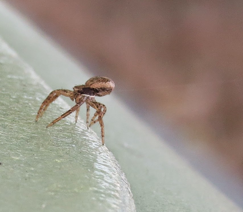 Bug Eric: Ballooning Spiders