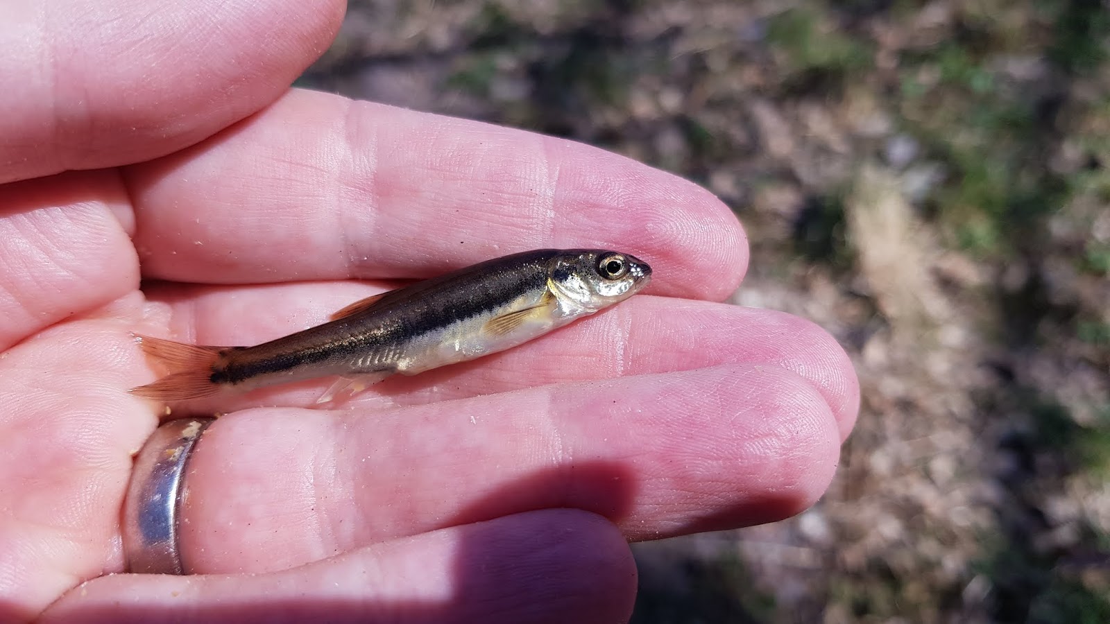 Artfiske ~ Jakten på 100 arter