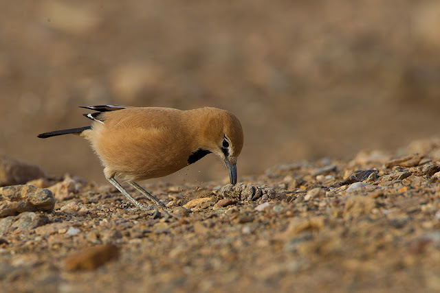 Uppersia Iran Travel blog: Iran’s national bird
