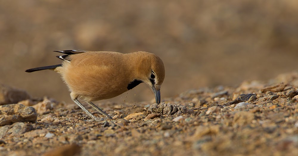 Uppersia Iran Travel blog: Iran’s national bird
