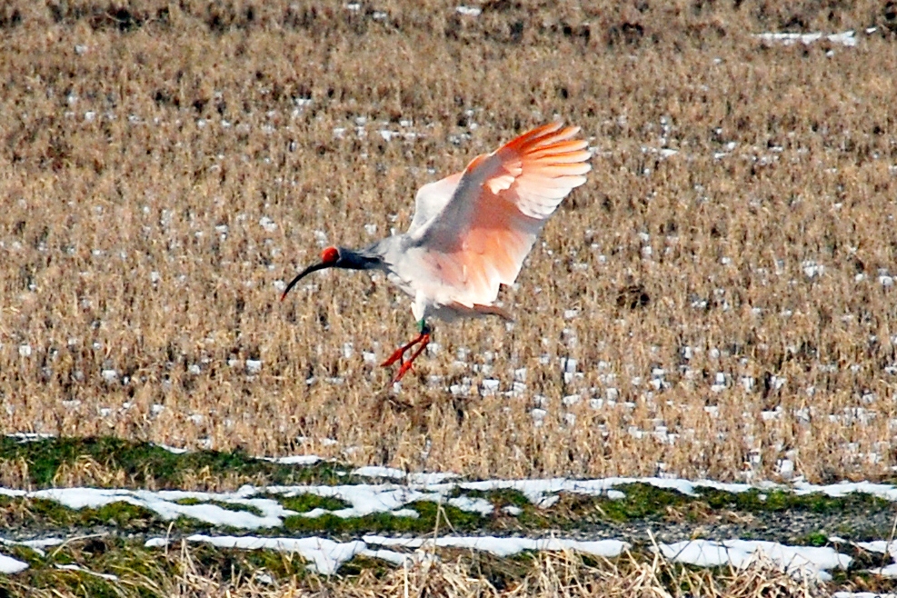 Birds: Japanese Crested Ibis