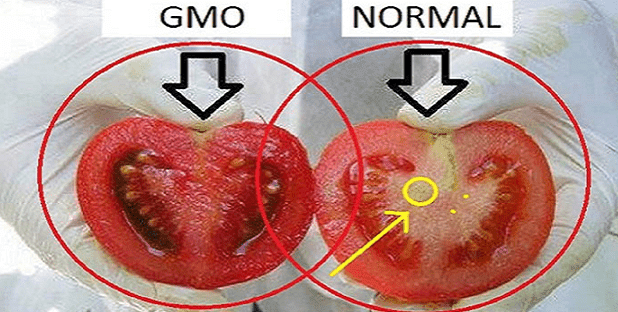 Legnalenja: APRENDA A RECONOCER LOS ALIMENTOS GENÉTICAMENTE MODIFICADOS
