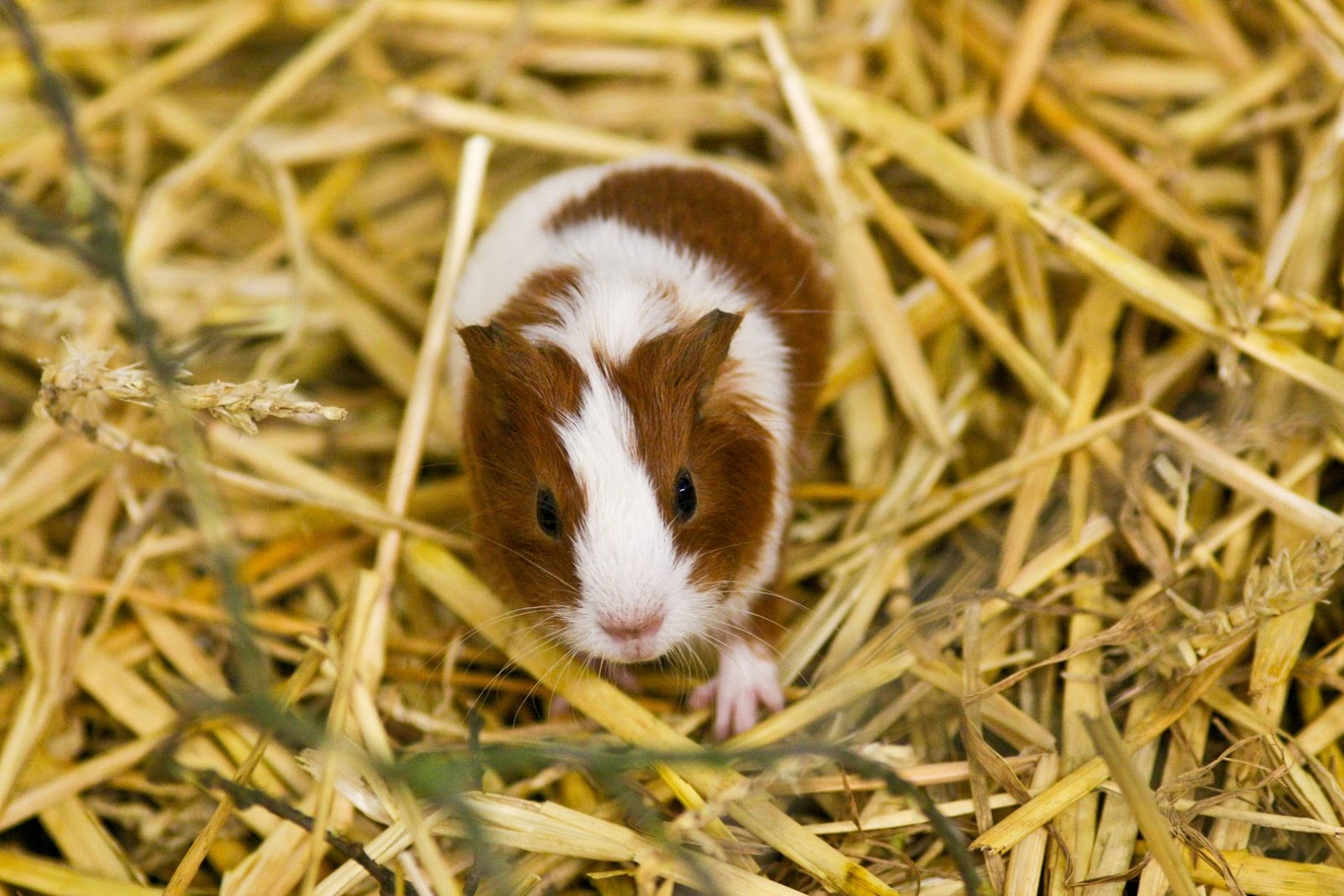 Morfologi Marmut – Jati.id