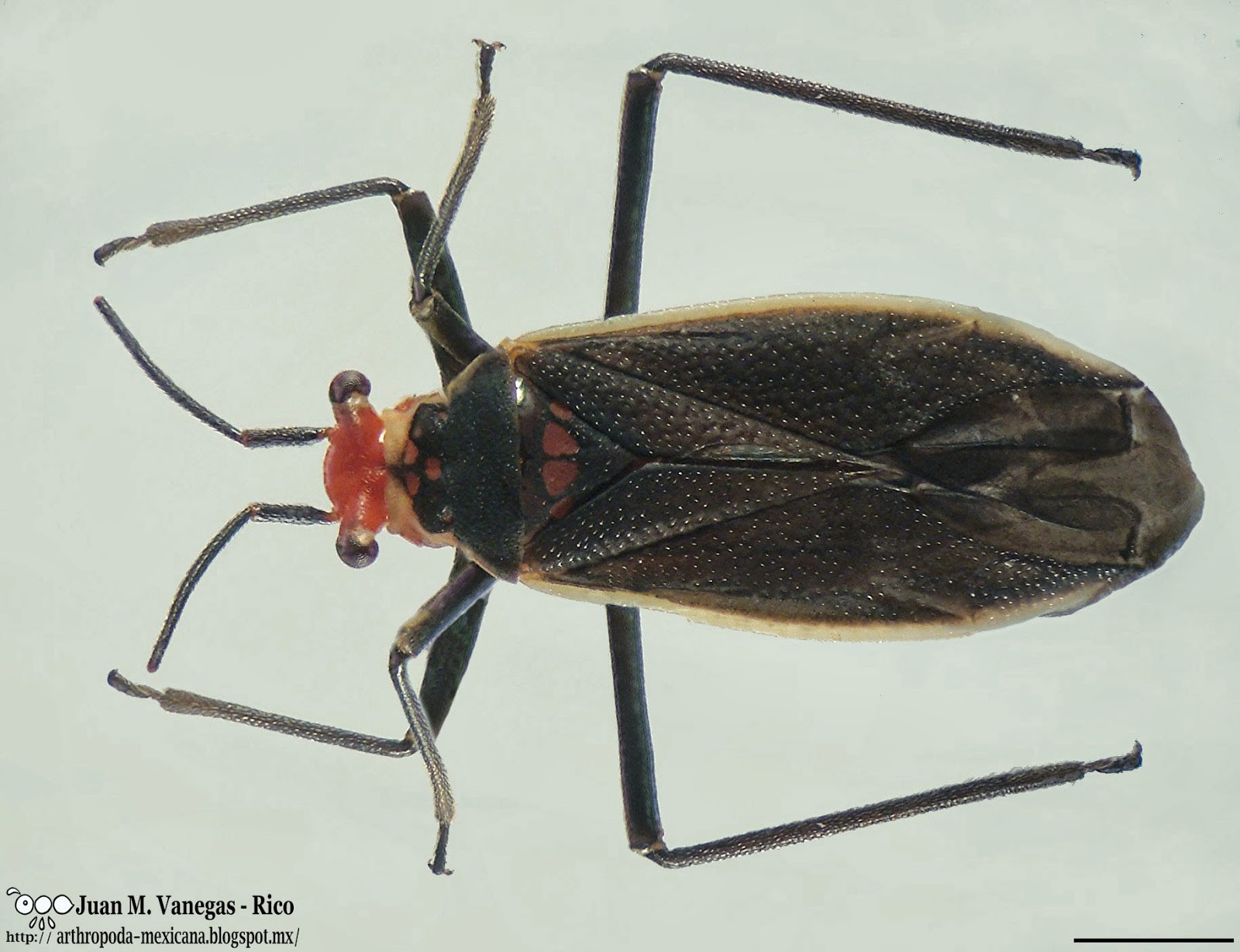 ARTHROPODA MEXICANA: Hesperolabops gelastops Chinche roja de nopal de ...