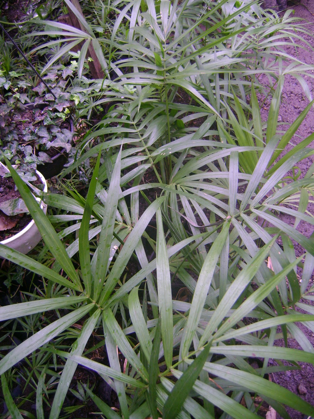 Porto Plantas: Mudas de Palmito Jussara