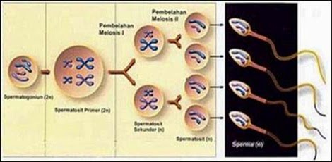 BIOLOGI TOPI BIRU: PEMBELAHAN SEL DAN GAMETOGENESIS
