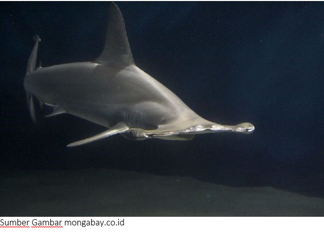 Fantastic Sea: Nama-Nama Ikan Laut Terlengkap Beserta Gambarnya