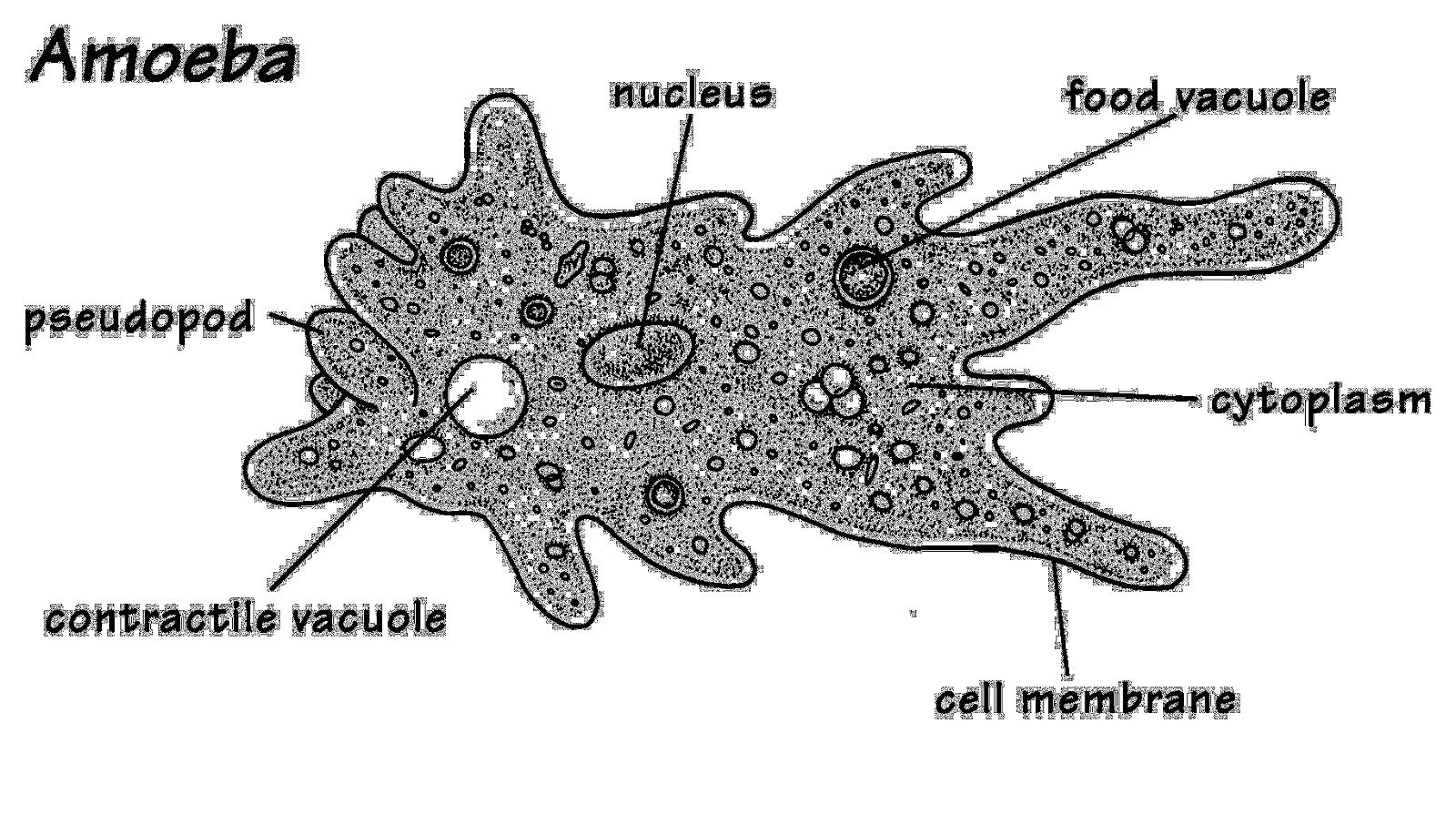 NEW STANDARD COLLEGE : SCIENCE DEPARTMENT: phylum protista...picture of ...
