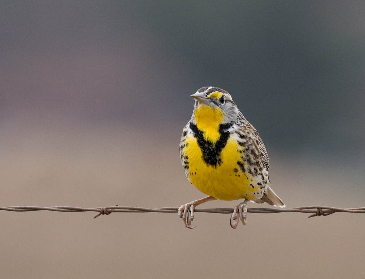 Western Meadowlark - Greg in San Diego