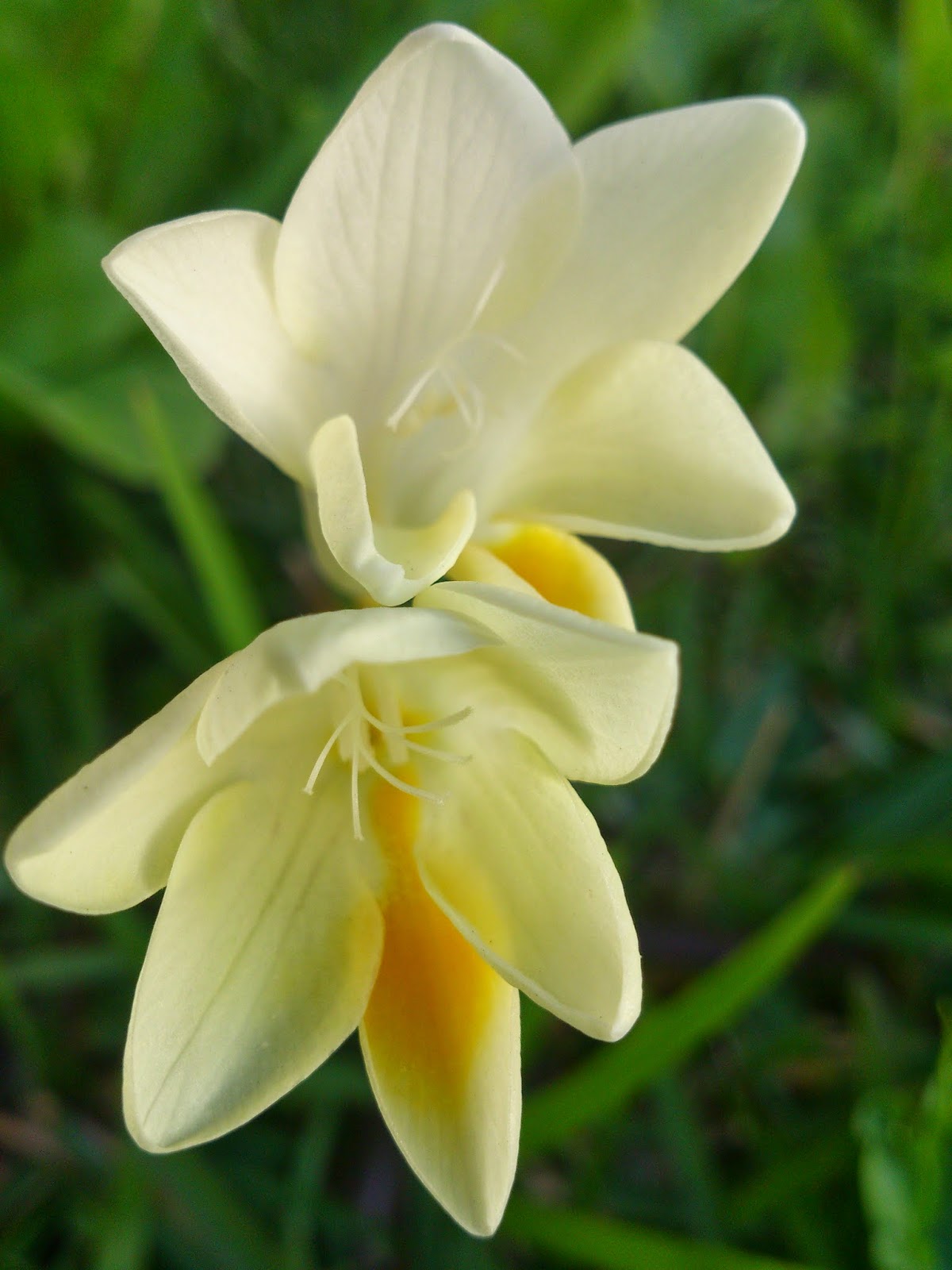 NATURAL - GADES: Gladiolo silvestre o Fresilla (Freesia refracta)