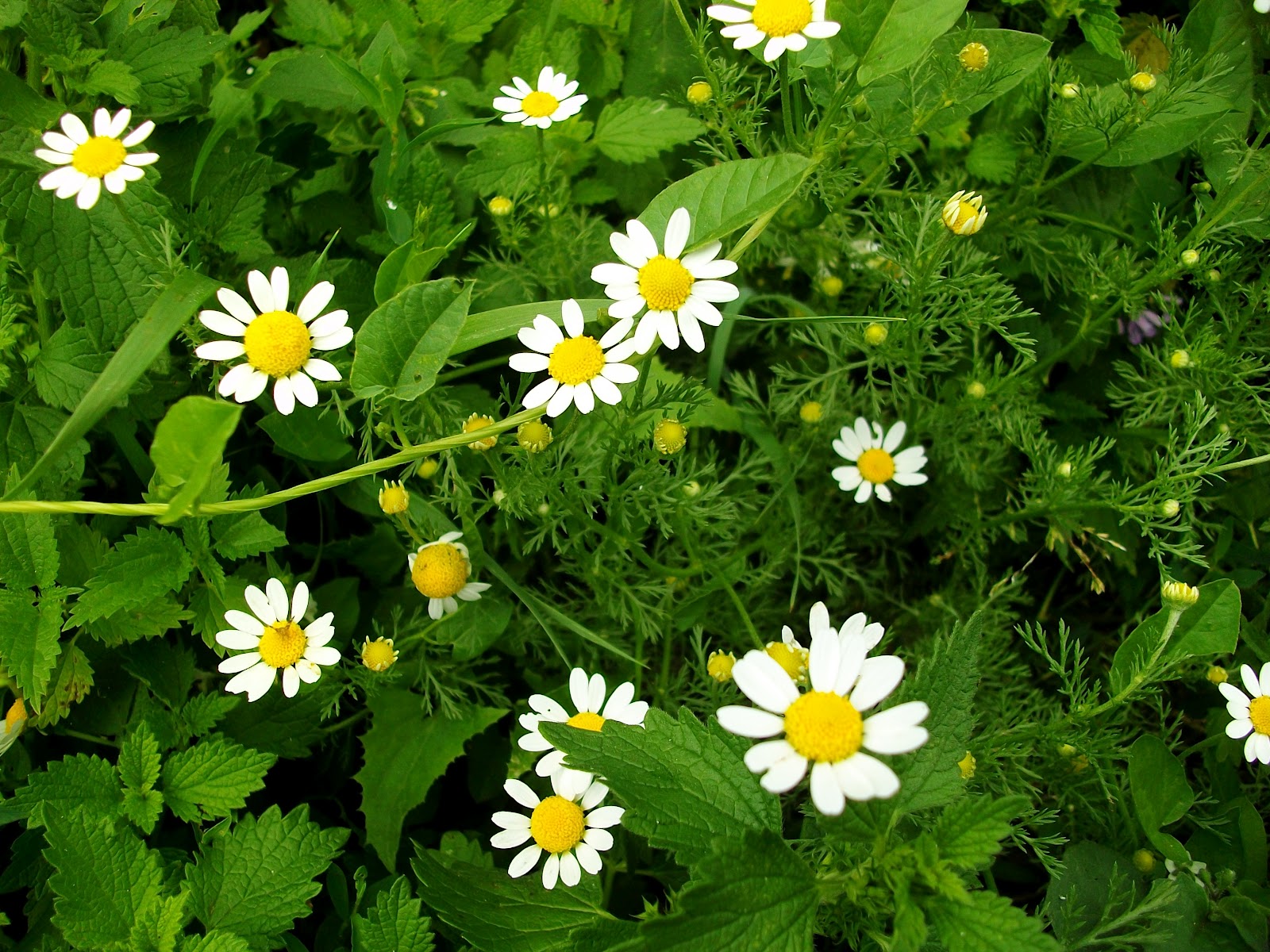 Dusa Ioan : Muşetel