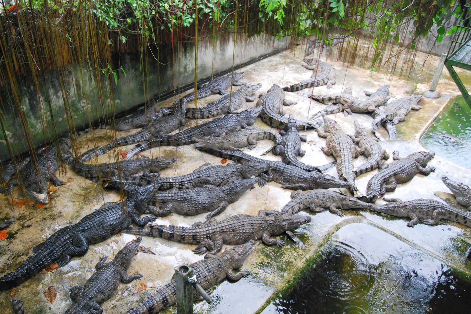 PALAWAN HOTELS, RESORTS, AND ATTRACTIONS: PALAWAN WILDLIFE RESCUE AND ...