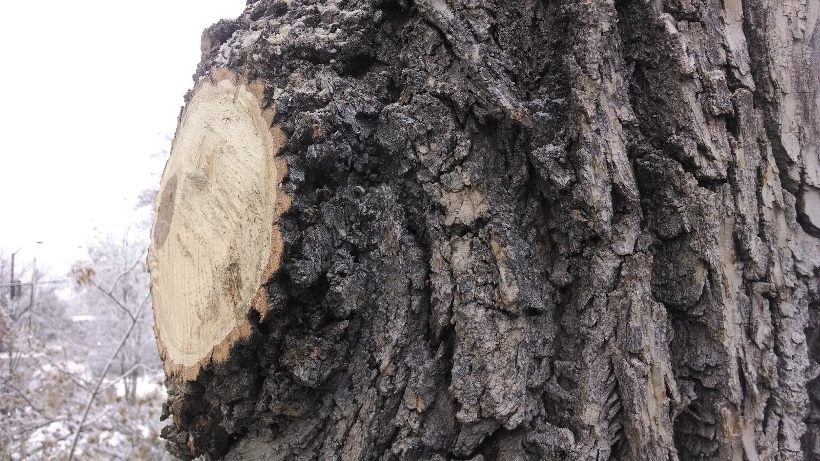 Xericoasis: Clearance Pruning Mature Trees