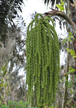 kebun aren: MERANCANG PERKEBUNAN AREN INTENSIF DENGAN INDUSTRI GULA ...
