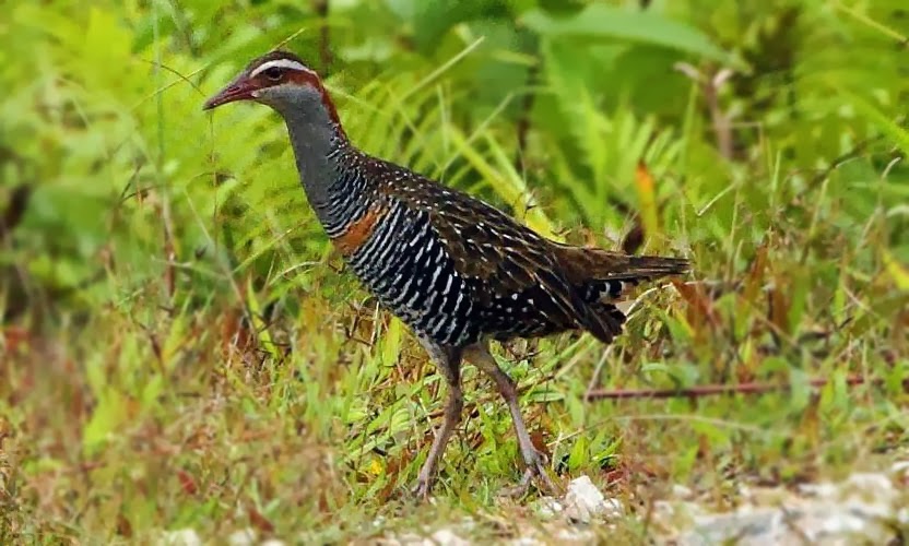 Birds That Cannot Fly ~ Explore Amazing World