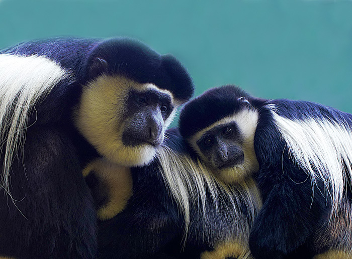 Foto-Natura-Huesca: COLOBOS Colobus Johann Karl Wilhelm Illiger, 1811 ...