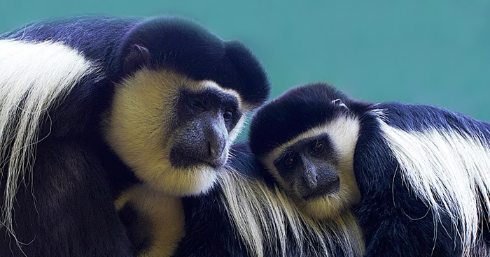 Foto-Natura-Huesca: COLOBOS Colobus Johann Karl Wilhelm Illiger, 1811 ...