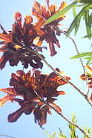 Subject to ReVision: Vieques