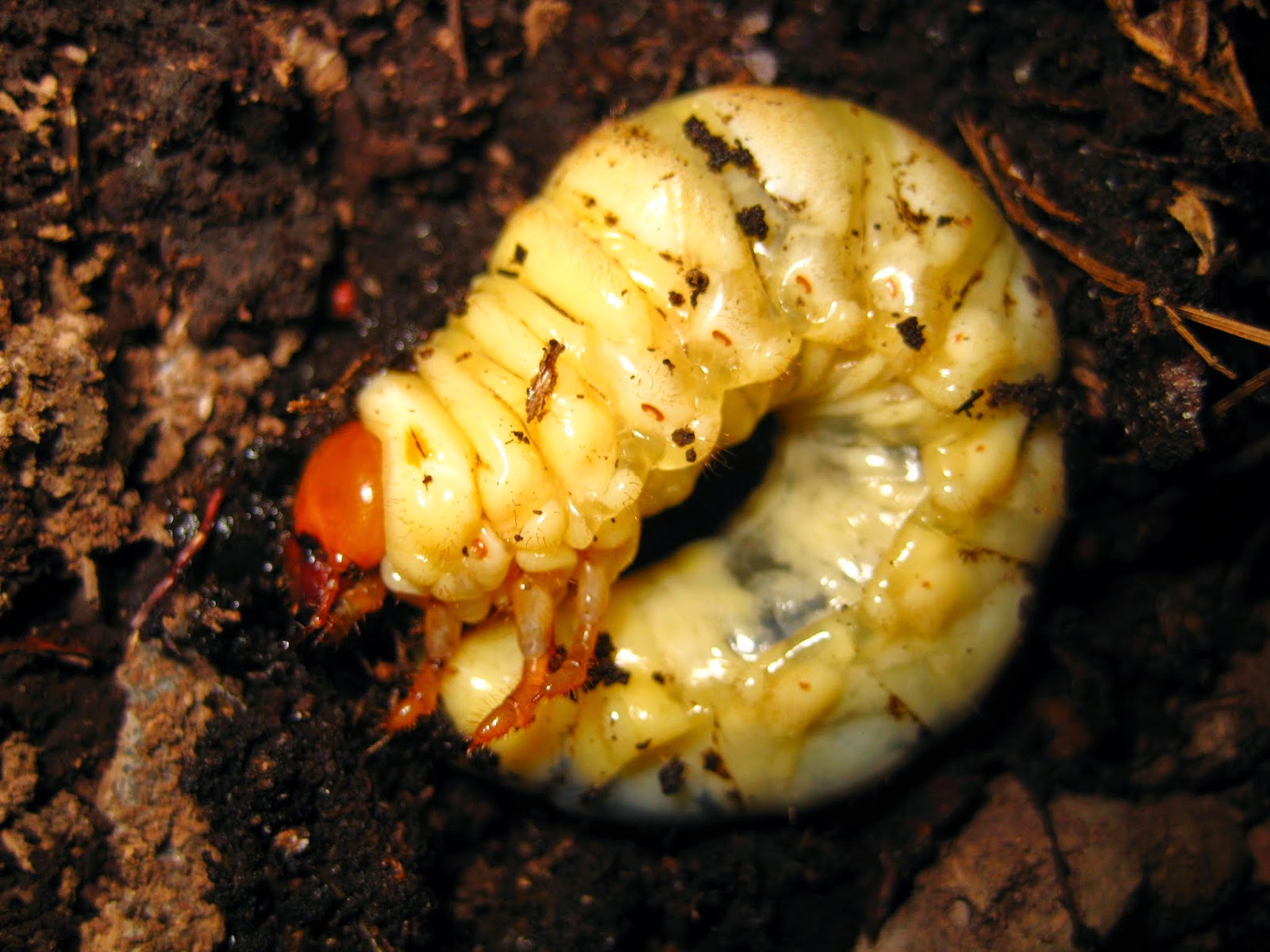 Insects of Britain: Lucanus cervus