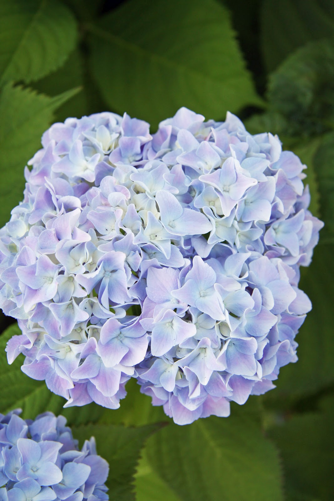 In the Fields : Hydrangeas