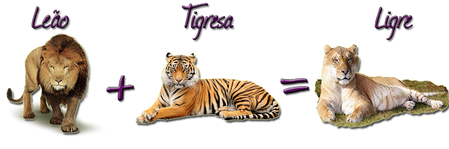 Informática na Escola - by Gika: (ATIVIDADE 6) 6º ano - Animais ...