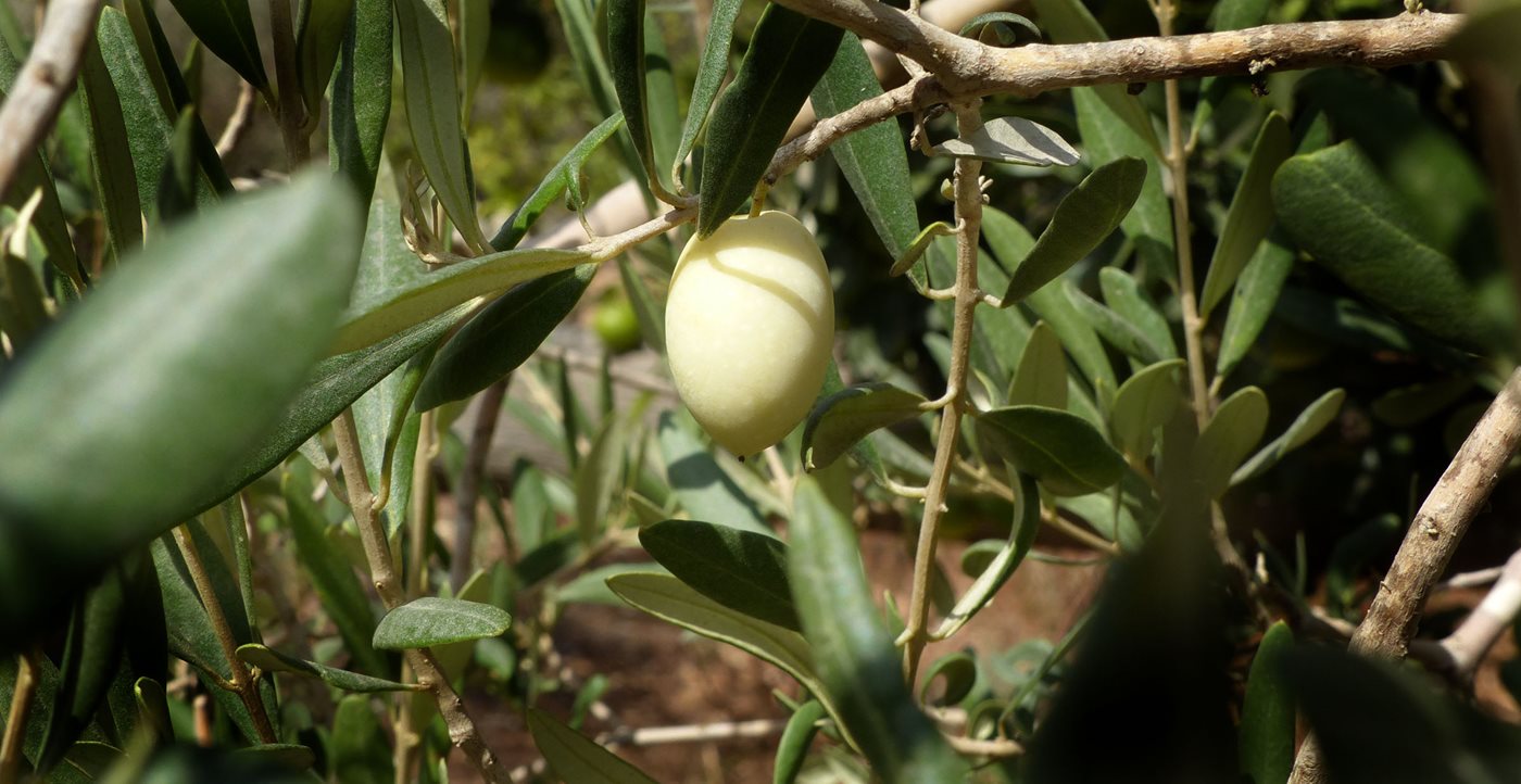 Mare Nostrum News: Malta's white olives