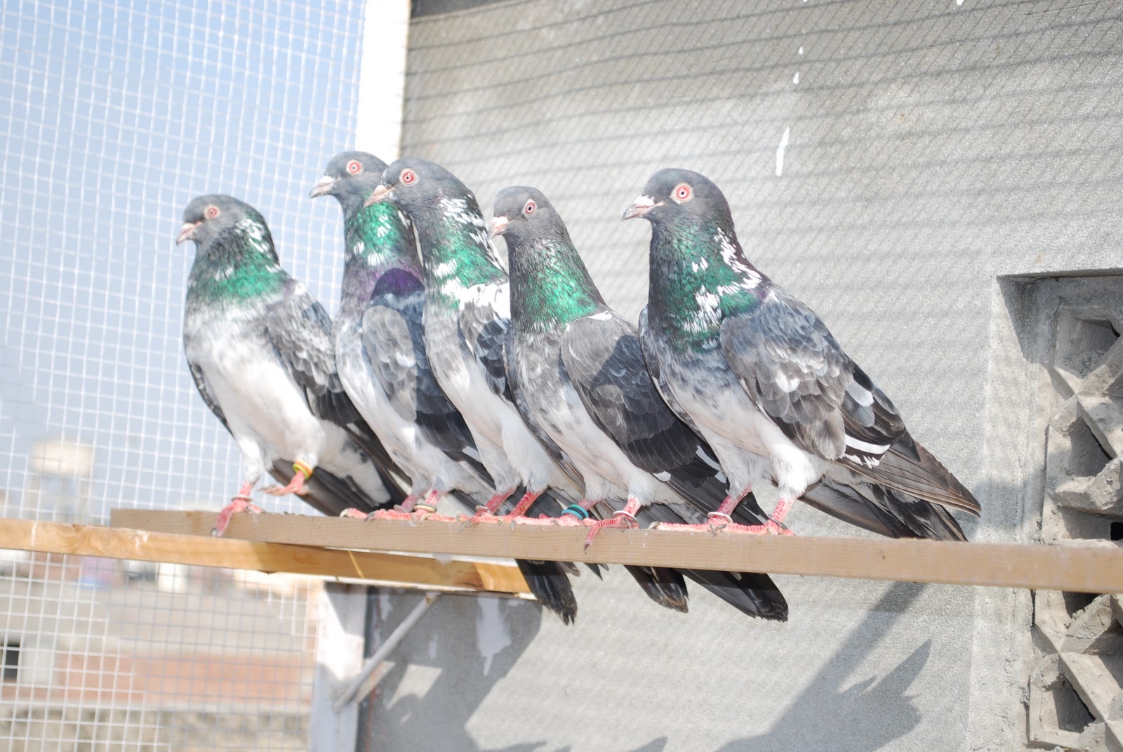 Pakistani Tipplers (Kabootar Baaz) | UK & USA Pigeons | Fancy Pigeons ...