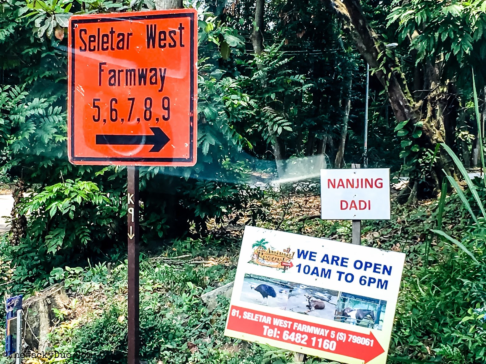 The Animal Resort Singapore @ Seletar West Farmway Review - TheWackyDuo ...