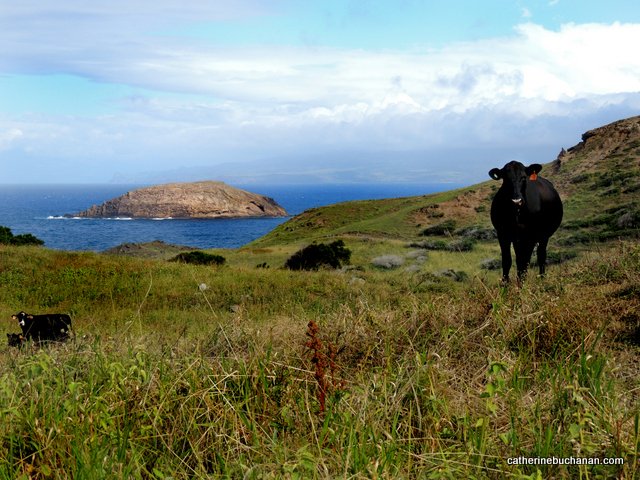 Latitude Options: Pu'u O Hoku Ranch Animals, Molokai