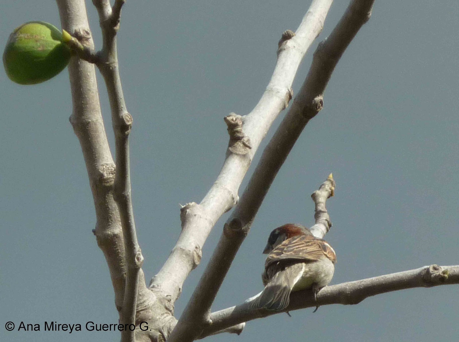 Ecuador: personajes y especies (Galápagos y Continente): “Gorrión ...