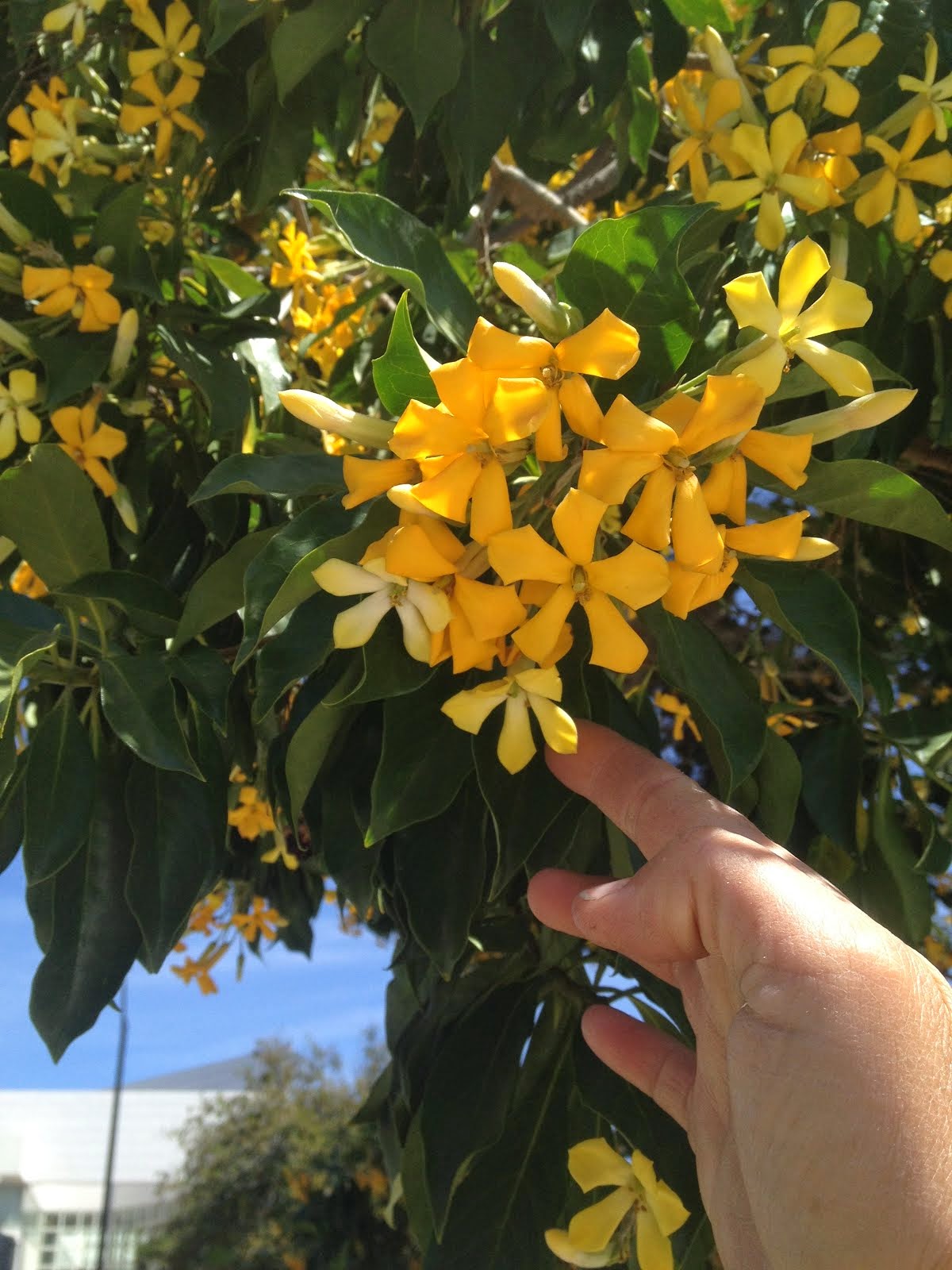 Aprille's SoCal Gardening : Sweetshade Tree