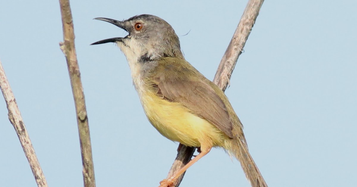 Ron-Nature-Adventures: Birds of Forest Edge