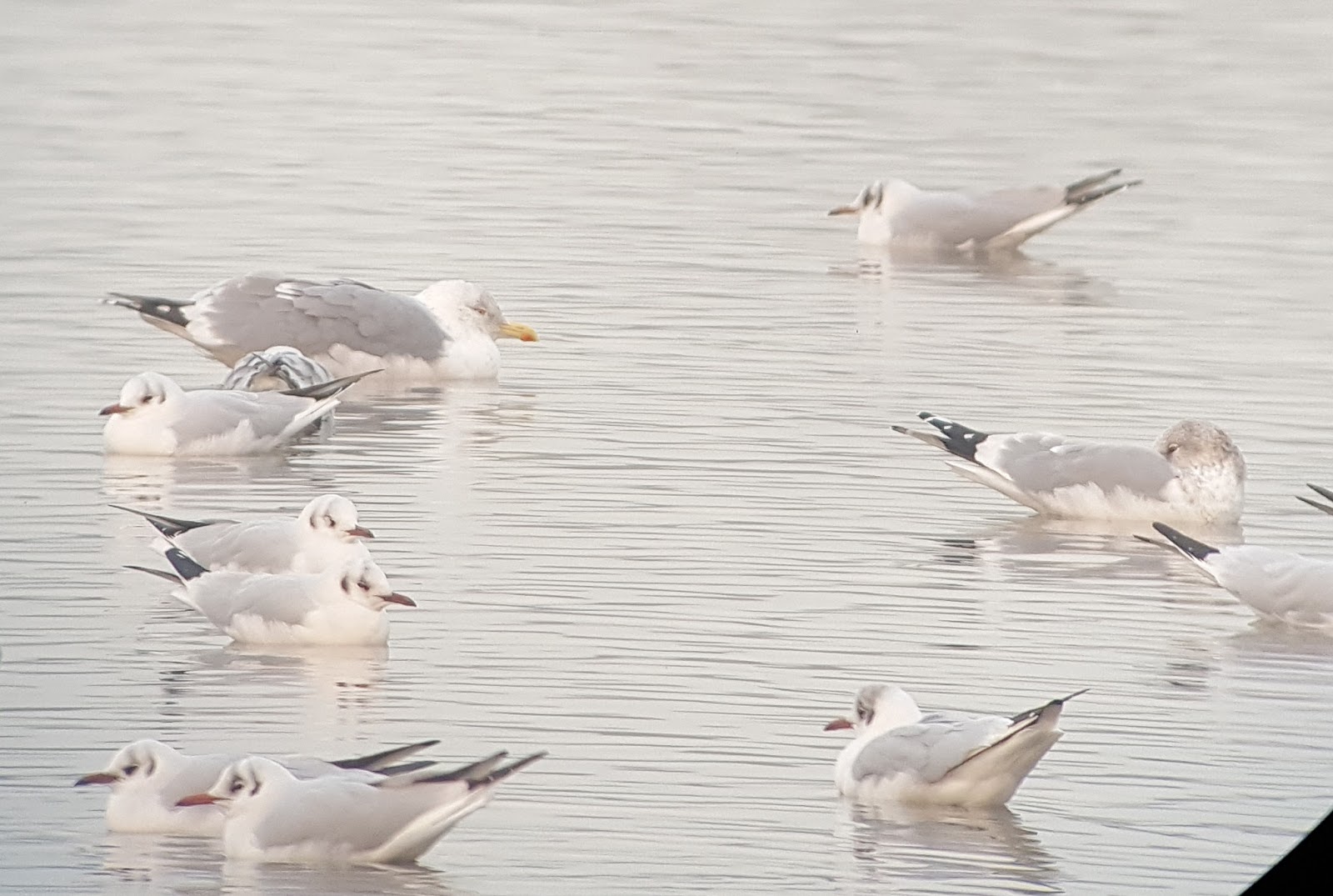A Field Notebook: Watching the Pennington Flash gull roost