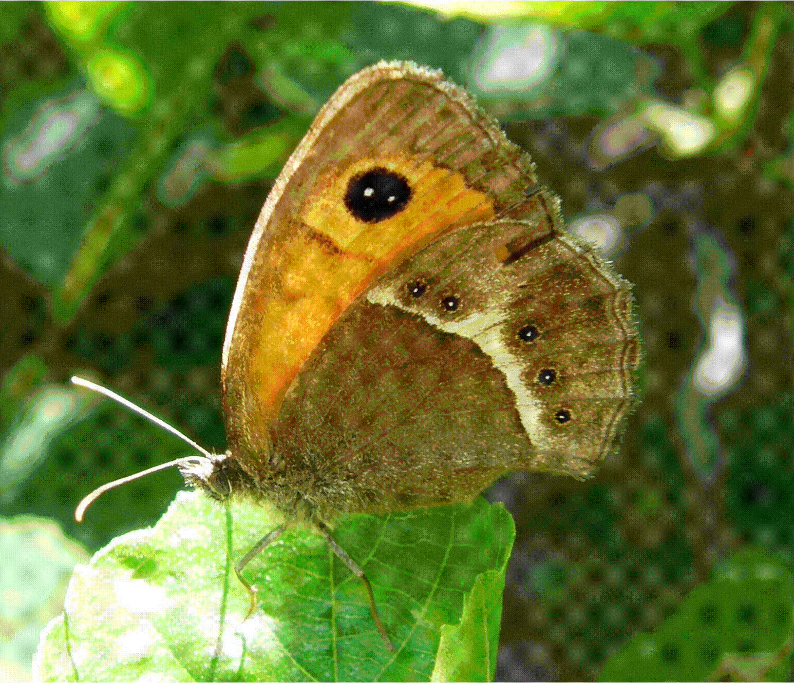 Insecta: Claves para la identificación de las mariposas del Parque