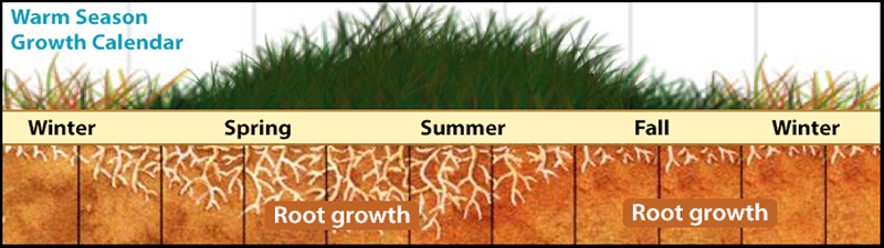 Highlands Country Club Agronomy: Growth Patterns of different turfgrass ...