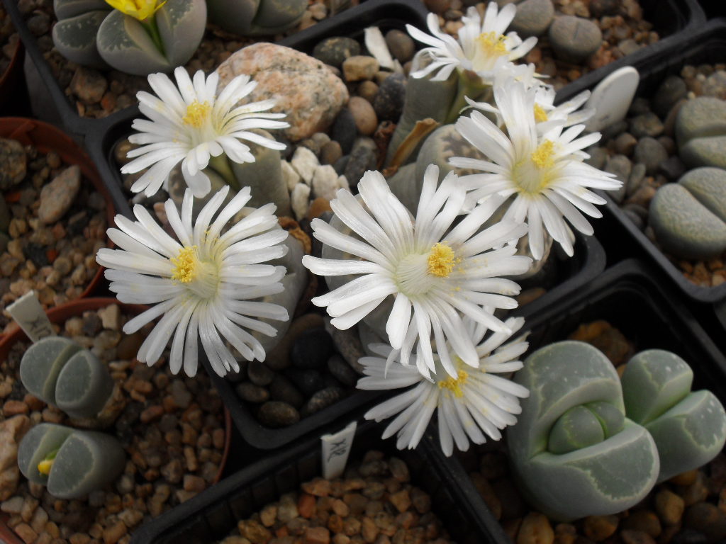 plantas de coleccion: Lithops y mammillarias en flor