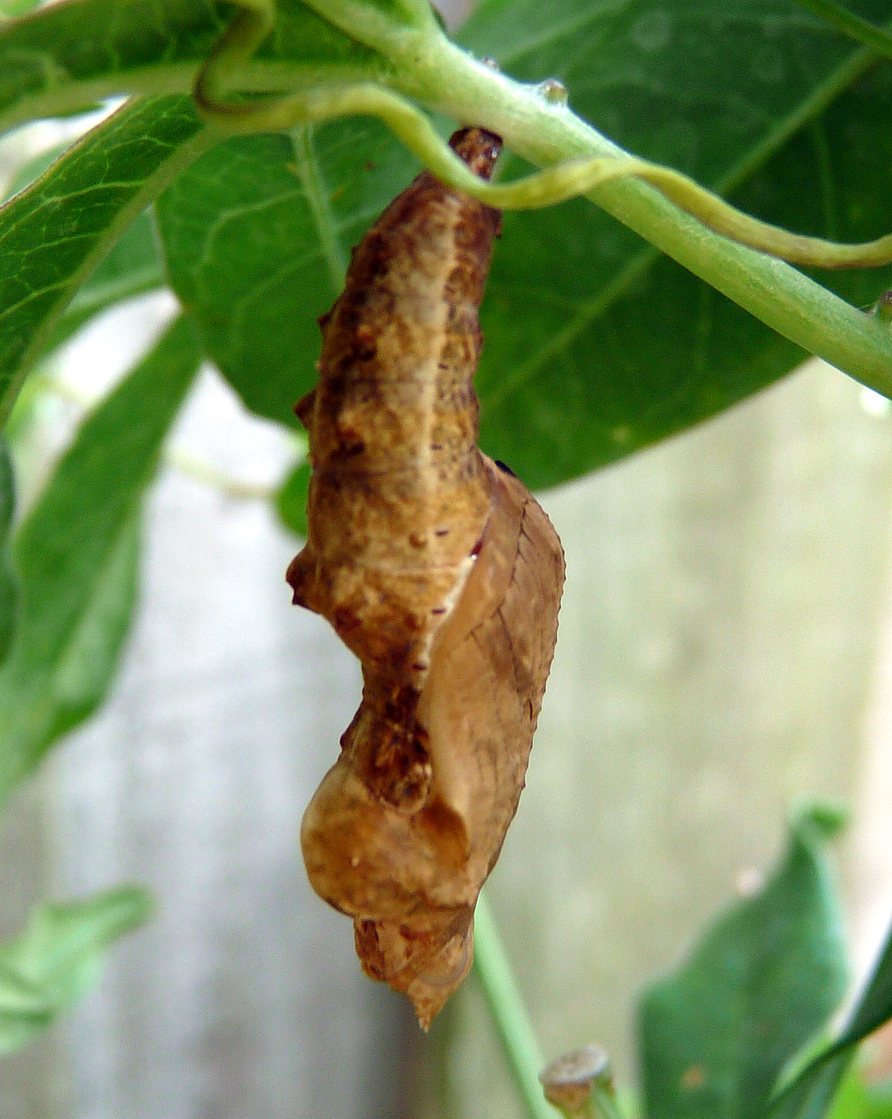 Gulf Fritillary Butterfly Chrysalis