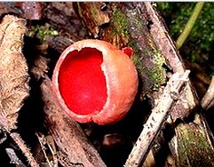 Ciri-Ciri dan Cara Reproduksi Ascomycota