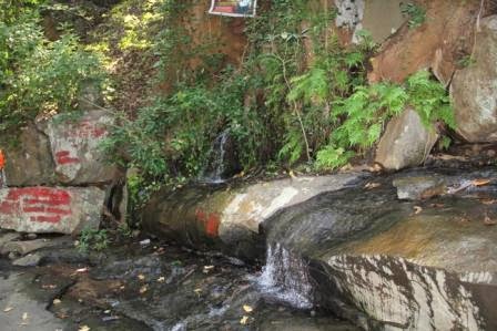 Kardali Van: Photo Album 4 - Kardalvanam - Forest