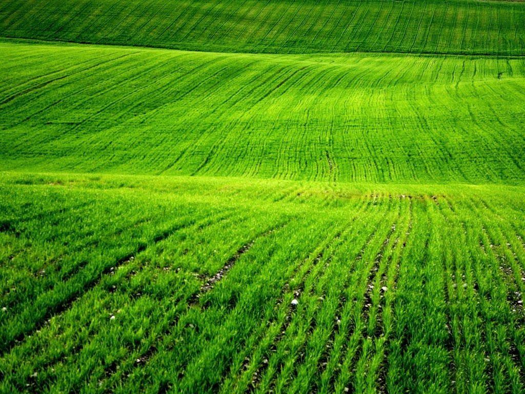 Grass Field Wallpapers ~ Hd Wallpapers Funny Videos Hot Girls Photos Amazing Wallpapers